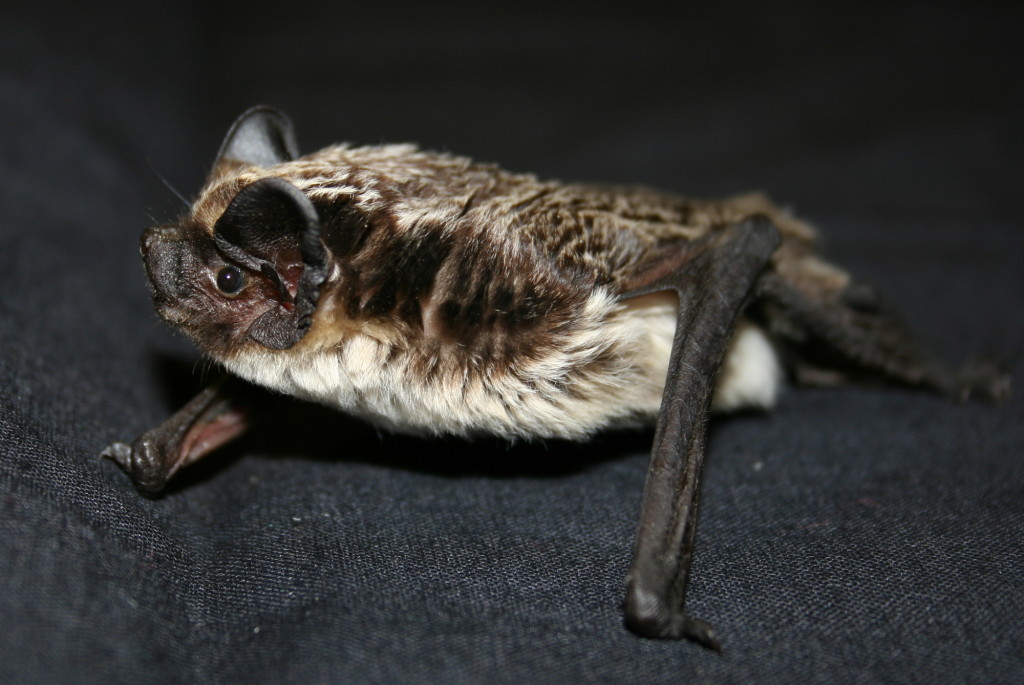 AkU Bochum e.V. | Zweifarbfledermaus (Vespertilio murinus/Parti ...